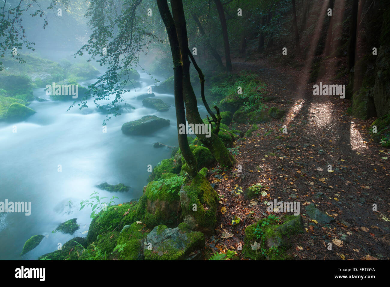 river in a forest in morning damp, Germany, Saxony, Vogtland, Triebtal ...