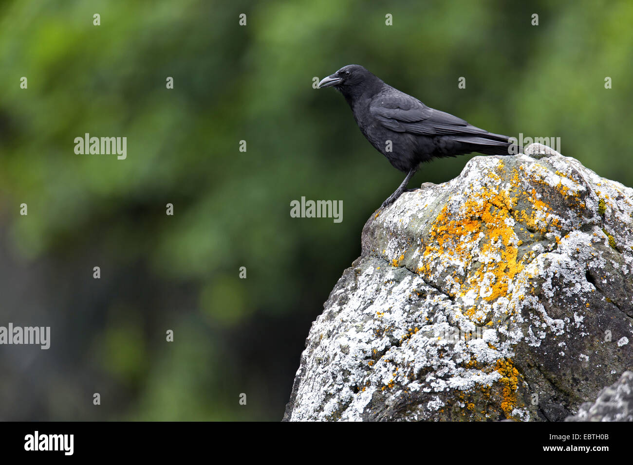 The crow stone hi-res stock photography and images - Alamy