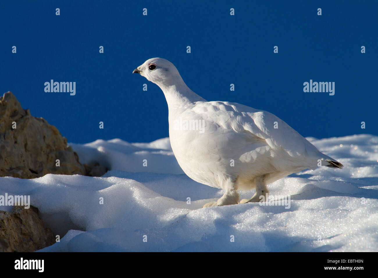 Rock ptarmigan, Snow chicken (Lagopus mutus), hen in the snow in front ...