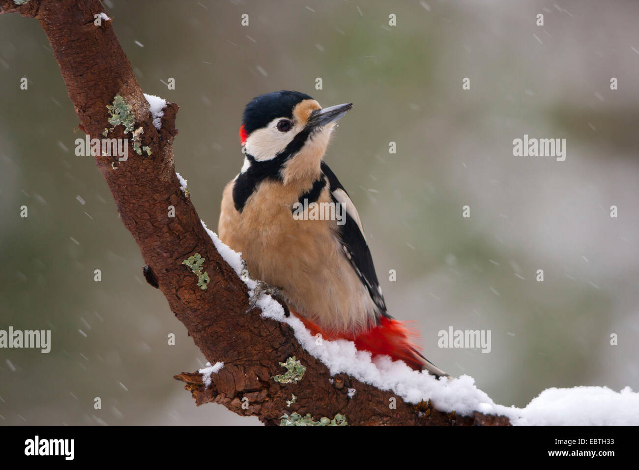 Great spotted woodpecker (Picoides major, Dendrocopos major), sitting ...