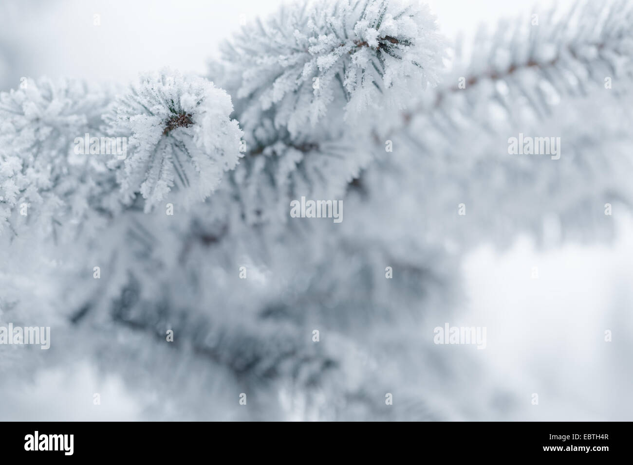 frosty fir twigs in winter covered with rime, closeup photo Stock Photo ...