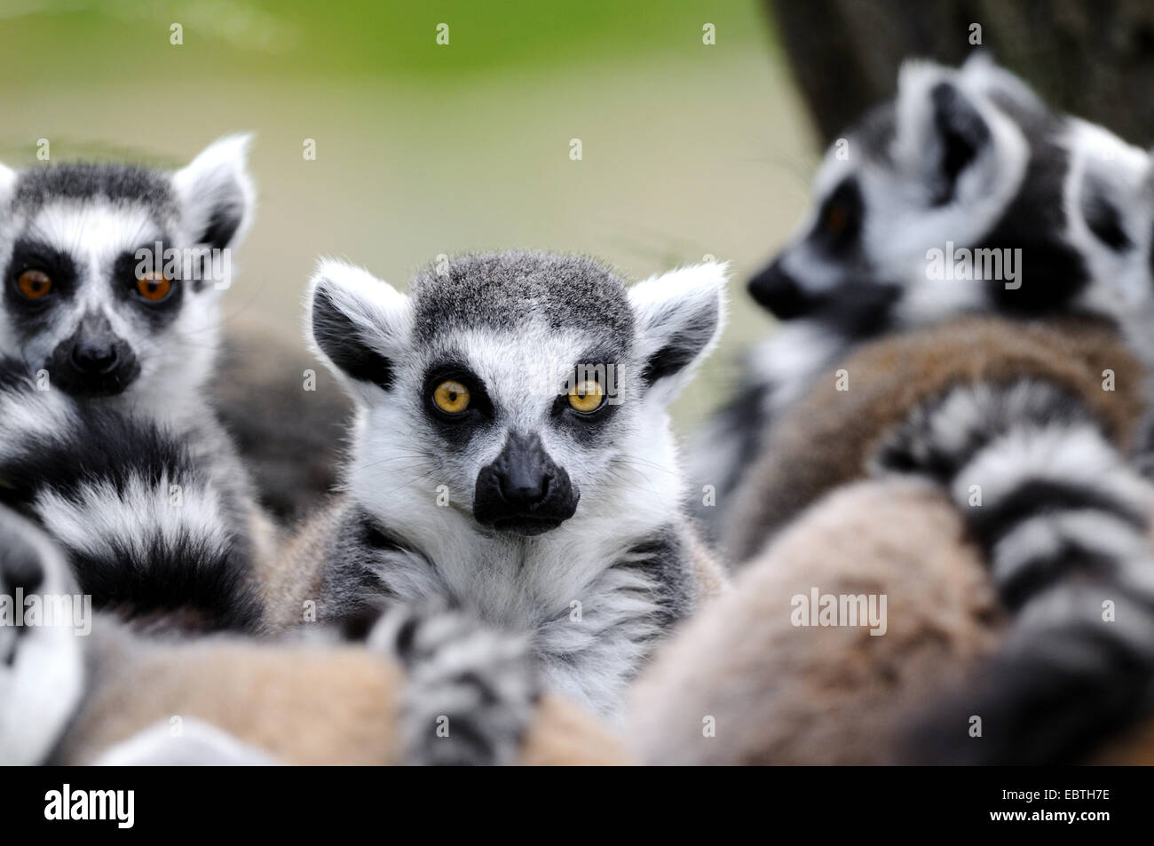 ring-tailed lemur (Lemur catta), group Stock Photo - Alamy