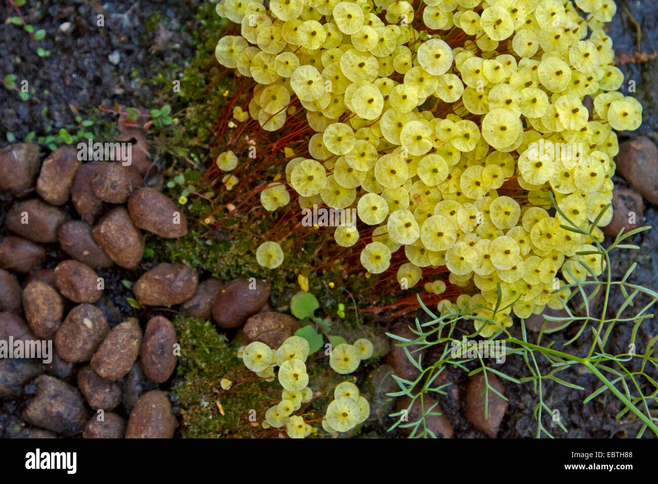 Yellow moosedung moss (Splachnum luteum), with spore capsules beside ...