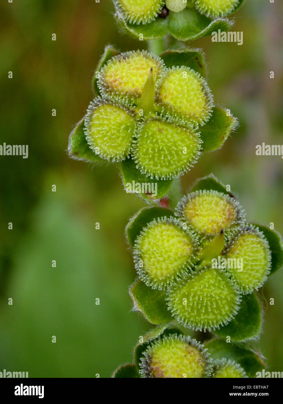 Zoochory hi-res stock photography and images - Alamy