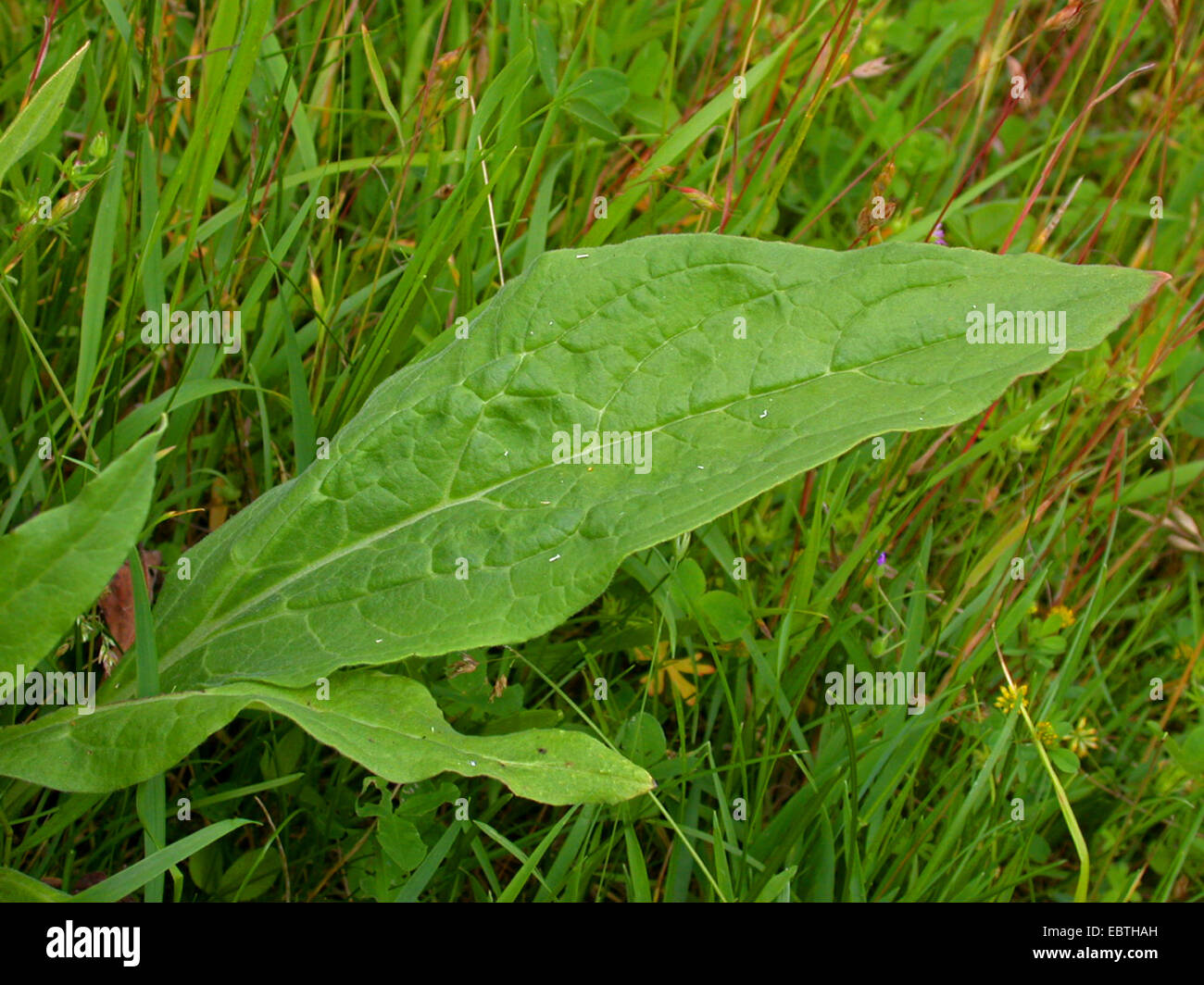 common hound's tongue, houndstoungue (Cynoglossum officinale), leaf ...