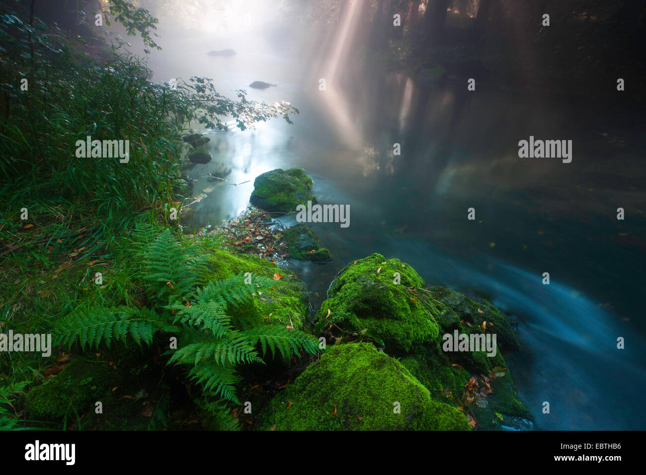 river in a forest in morning damp, Germany, Saxony, Vogtland, Triebtal ...