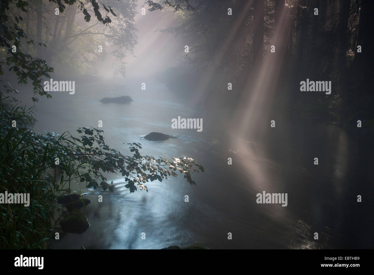 Damp habitats hi-res stock photography and images - Alamy