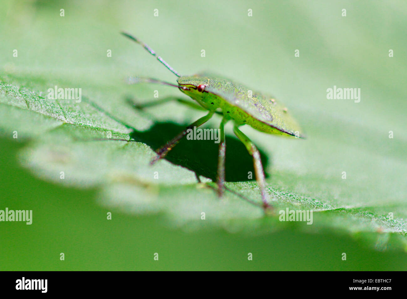 green shield bug, common green shield bug (Palomena prasina), sitting ...