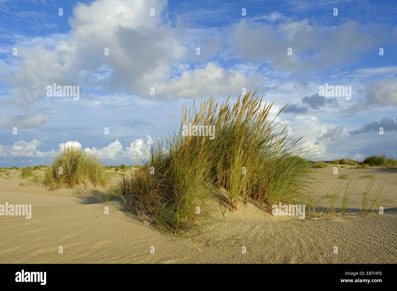 beach grass, European beachgrass, marram grass, psamma, sea sand-reed ...