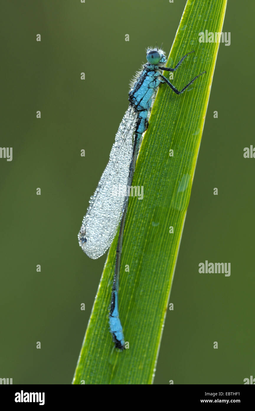 Ebthf1 hi-res stock photography and images - Alamy