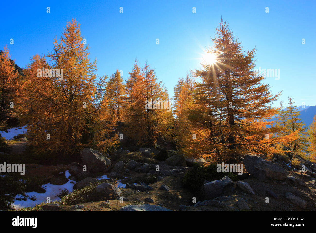 Larch beams hi-res stock photography and images - Alamy