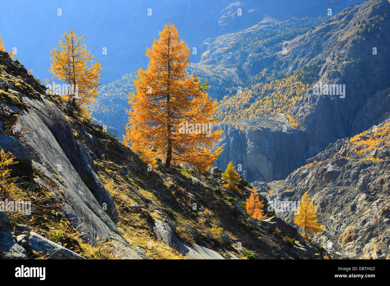 common larch, European larch (Larix decidua, Larix europaea), larches ...