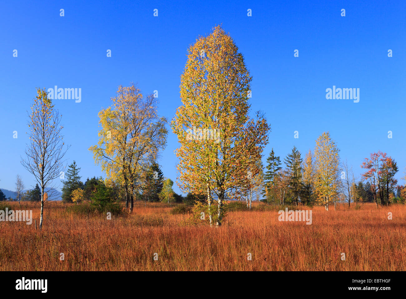 highmoor Rothenthurm, Switzerland, Berner Alpen Stock Photo - Alamy