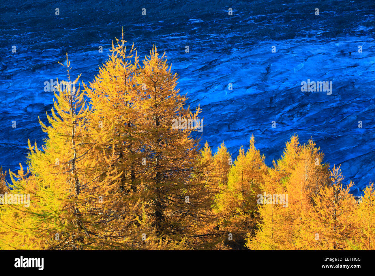 common larch, European larch (Larix decidua, Larix europaea), larches ...