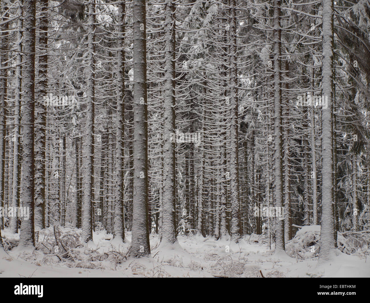 Norway spruce (Picea abies), snowy spruce trunks, Germany, Saxony Stock ...
