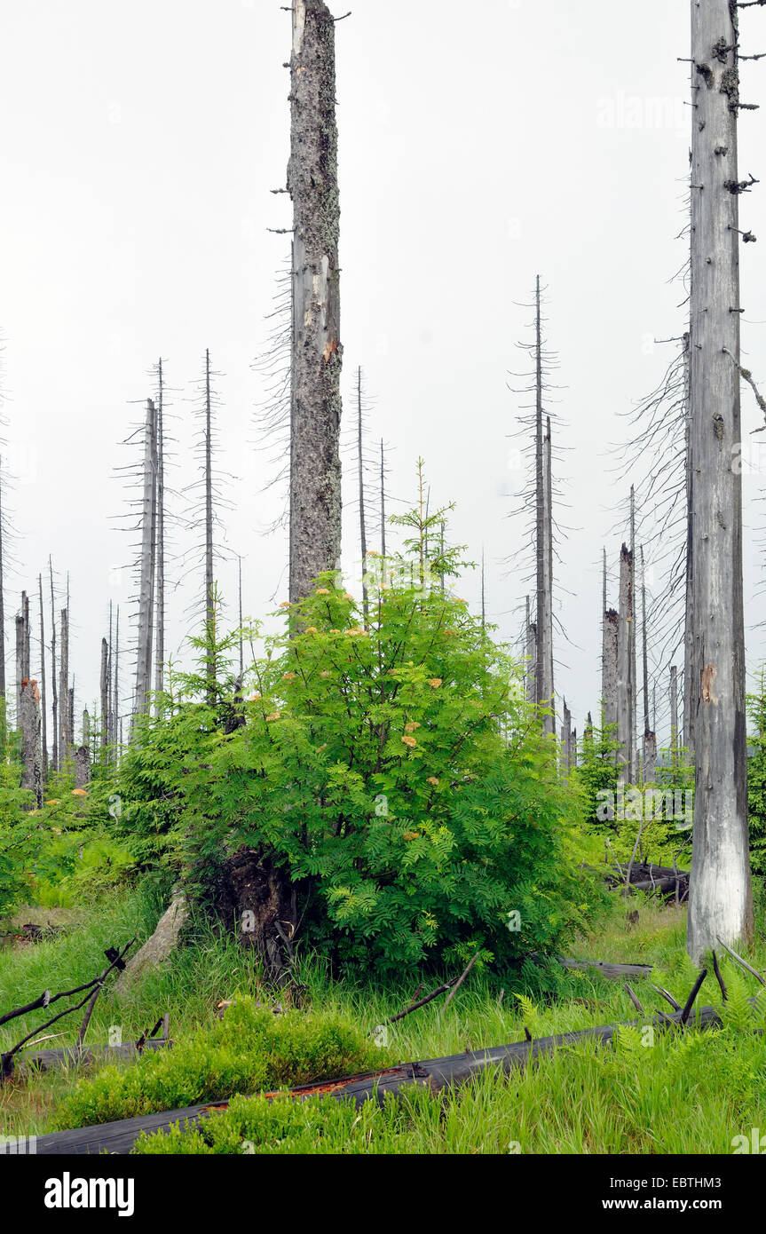 Vegetation rejuvenation hi-res stock photography and images - Alamy