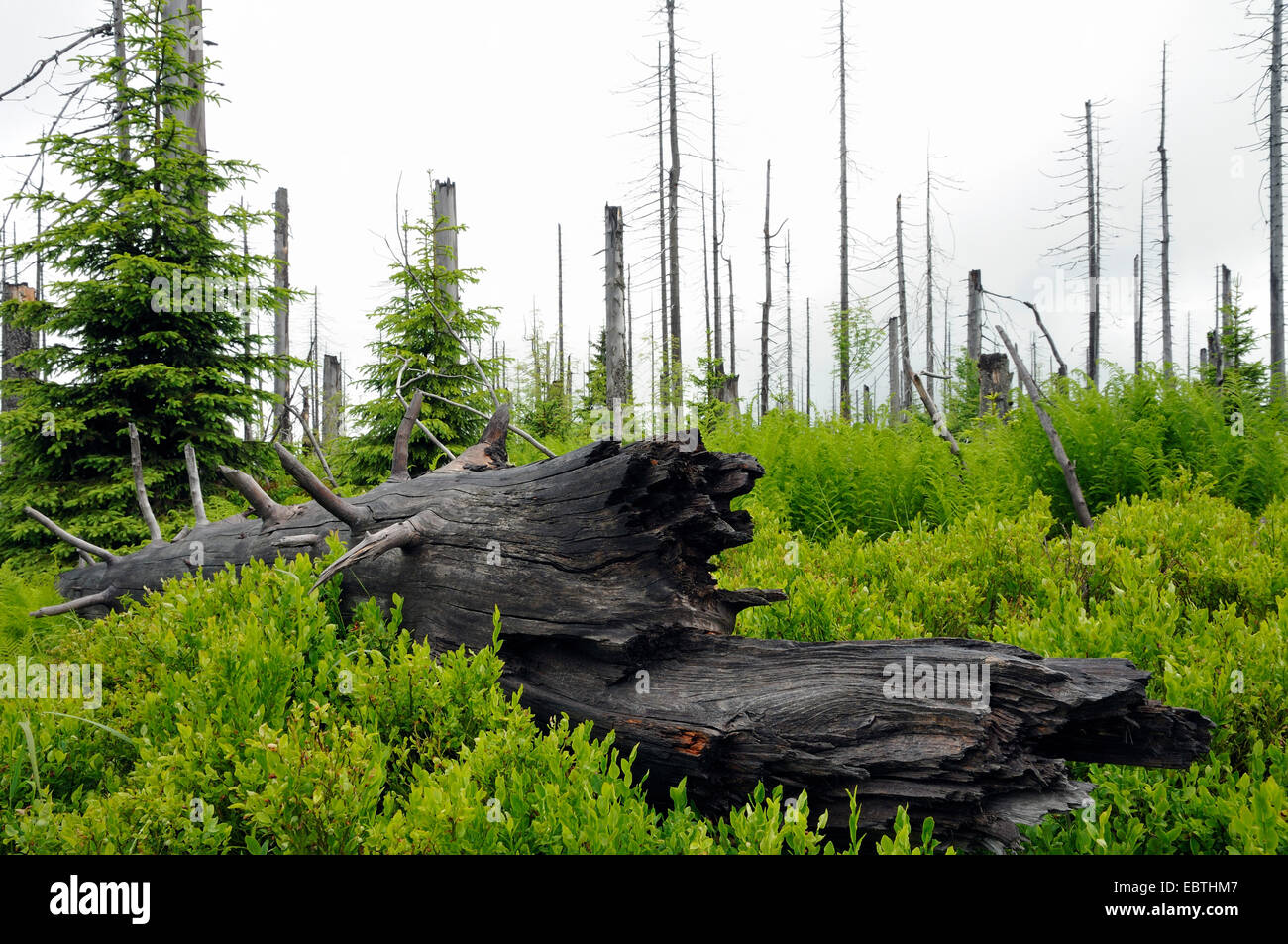 Vegetation rejuvenation hi-res stock photography and images - Alamy