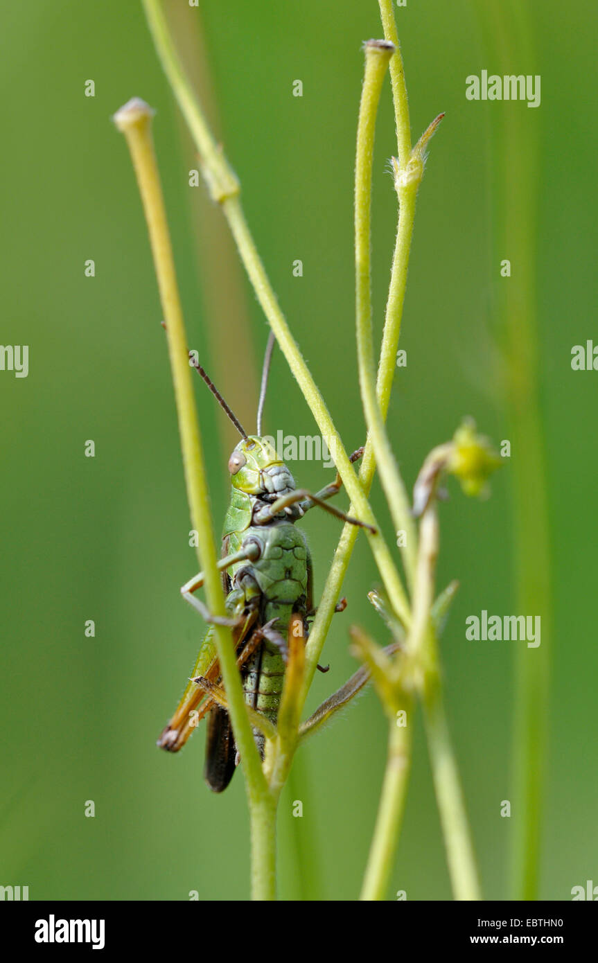 grasshoppers or short-horned grasshoppers (Acridoidea), colourful ...
