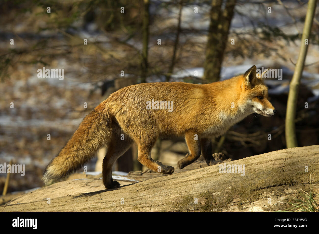 Red Fox Walking