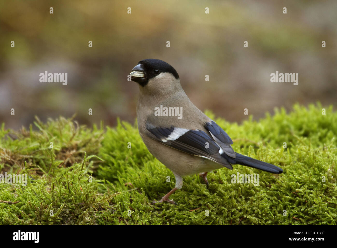 bullfinch, Eurasian bullfinch, northern bullfinch (Pyrrhula pyrrhula ...