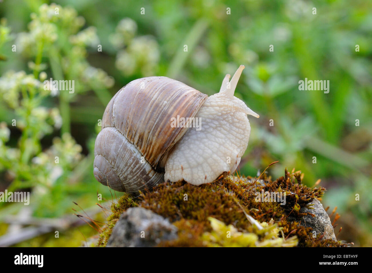 Roman snail, escargot, escargot snail, edible snail, apple snail ...