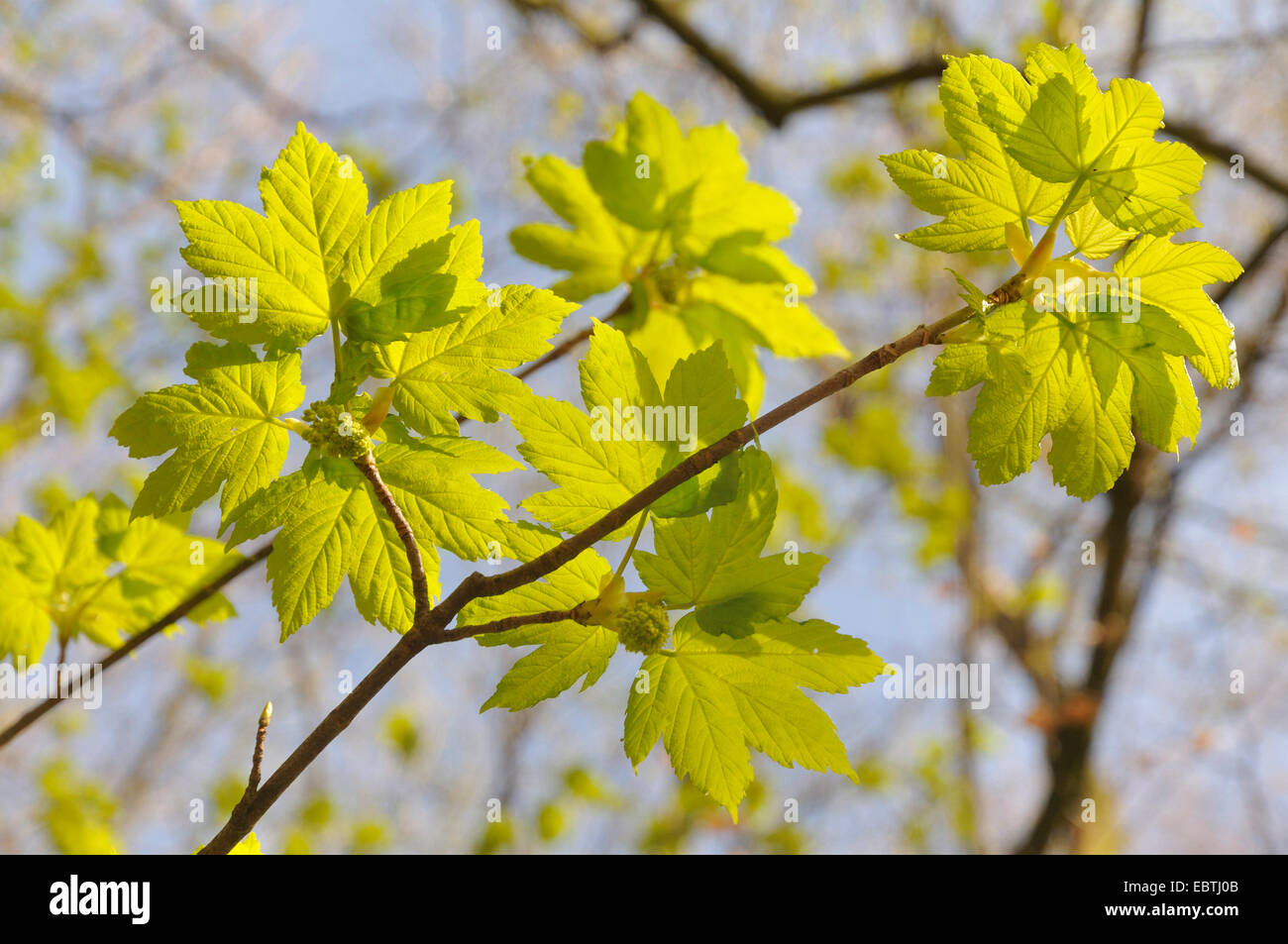 sycamore maple, great maple (Acer pseudoplatanus), proliferation at a ...