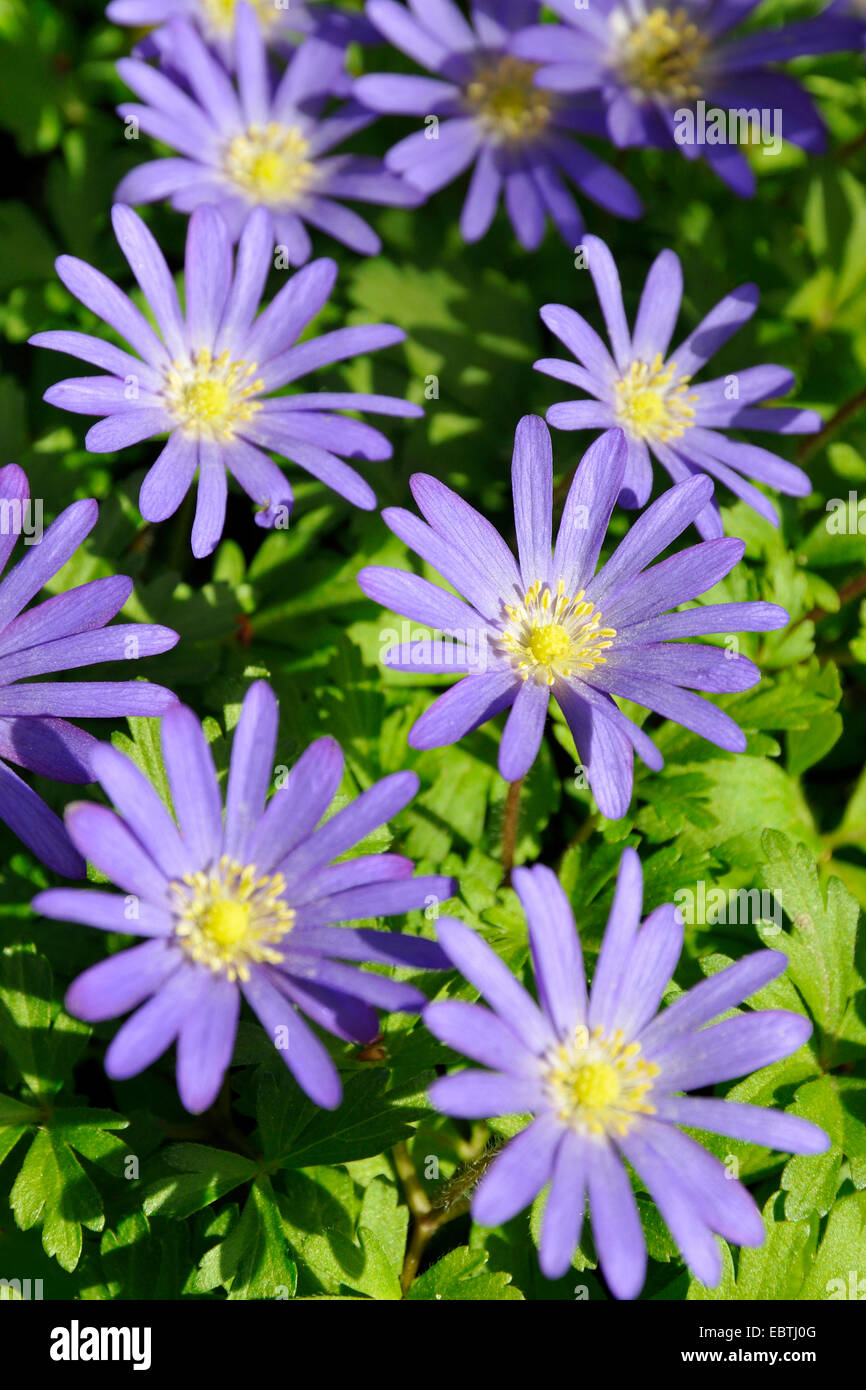 Blue Anemone, Mountain Windflower (Anemone blanda), blooming Stock ...