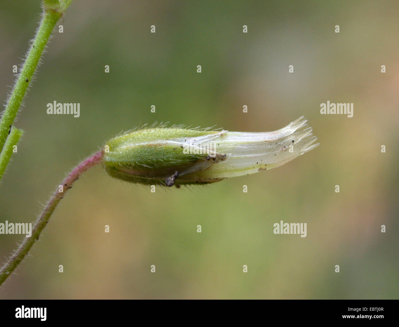 Common mouse ear chickweed hi-res stock photography and images - Alamy