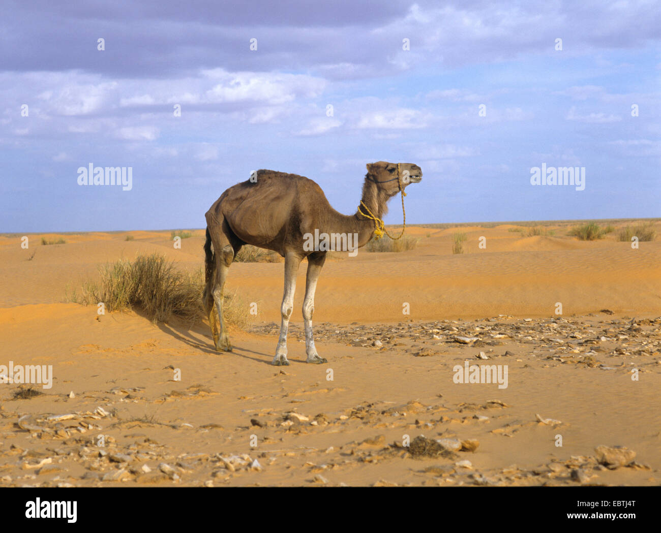 dromedary, one-humped camel (Camelus dromedarius), in the desert ...