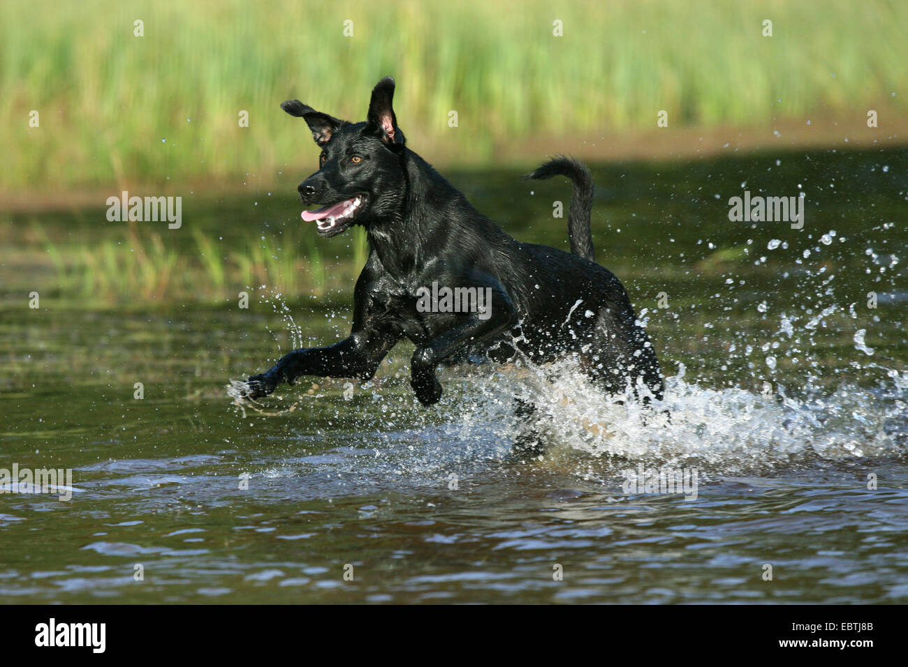 Dog happy jumping running labrador hi-res stock photography and images ...