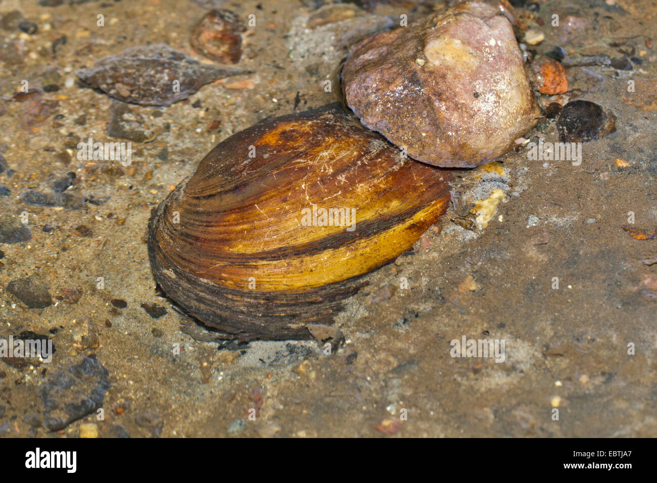 swan mussel (Anodonta cygnea), in shallow water, Germany, Mecklenburg ...