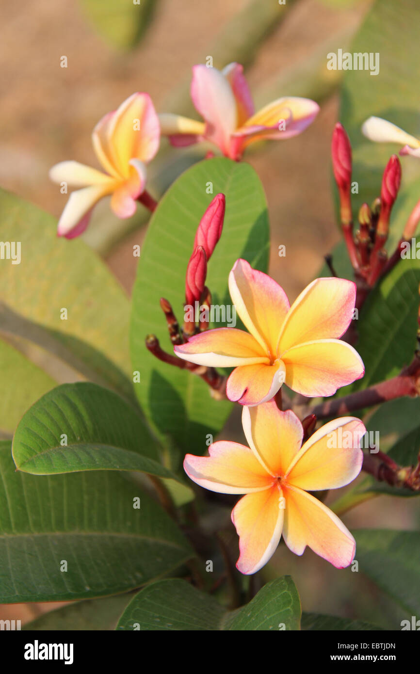 Tiare flower hi-res stock photography and images - Alamy