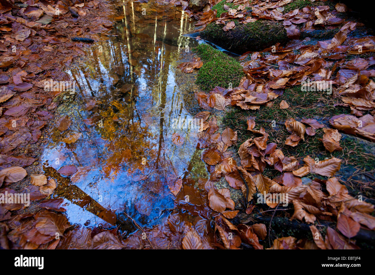 Autumn leaves in a puddle hi-res stock photography and images - Alamy