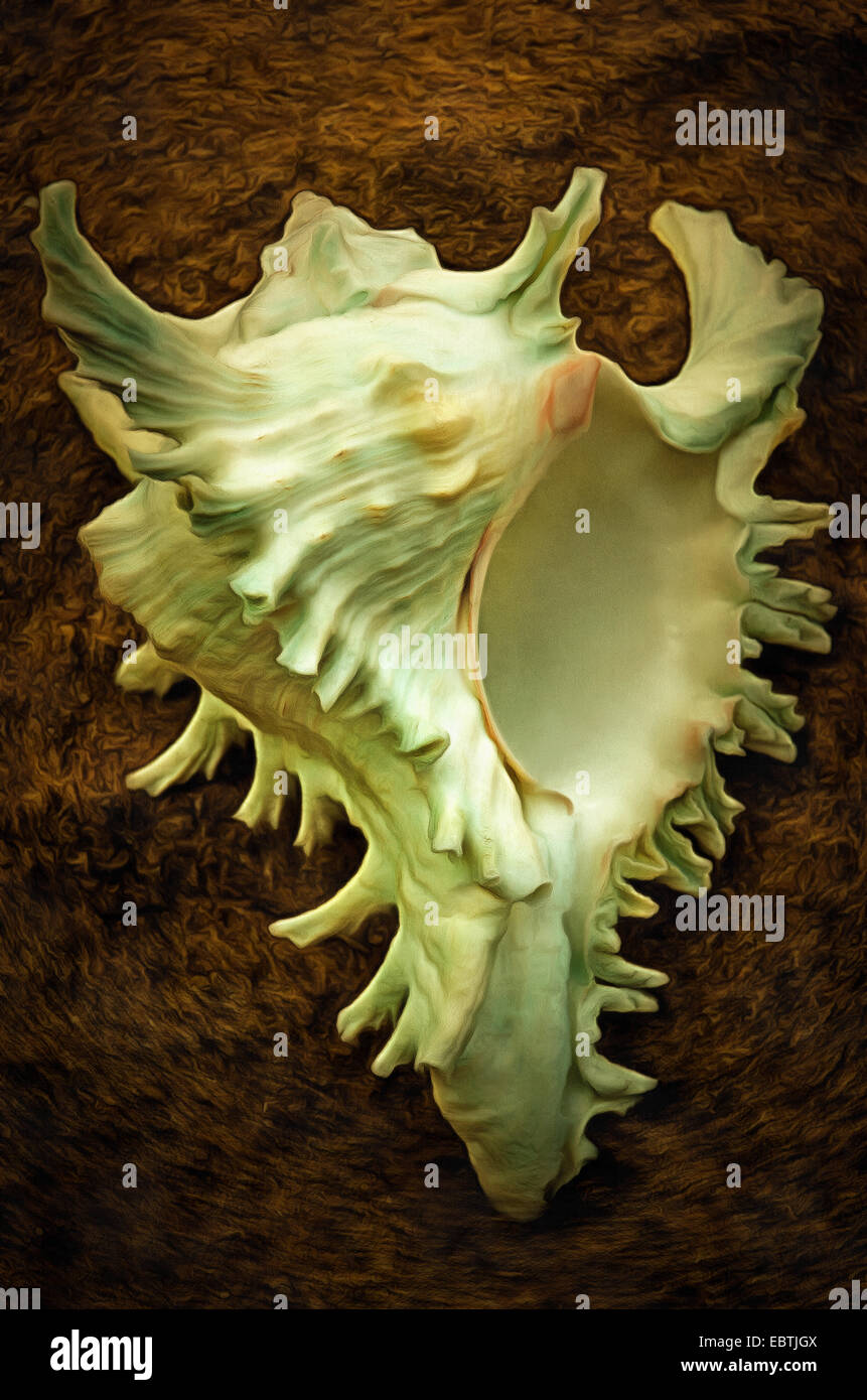 Sri Lanka, shell molluscs, Indian ocean Stock Photo - Alamy