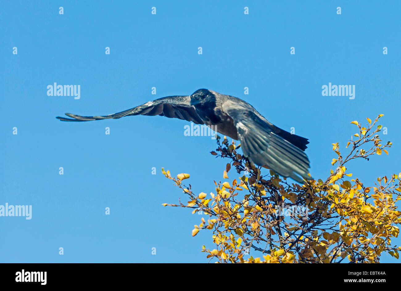 Crow taking off hi-res stock photography and images - Alamy