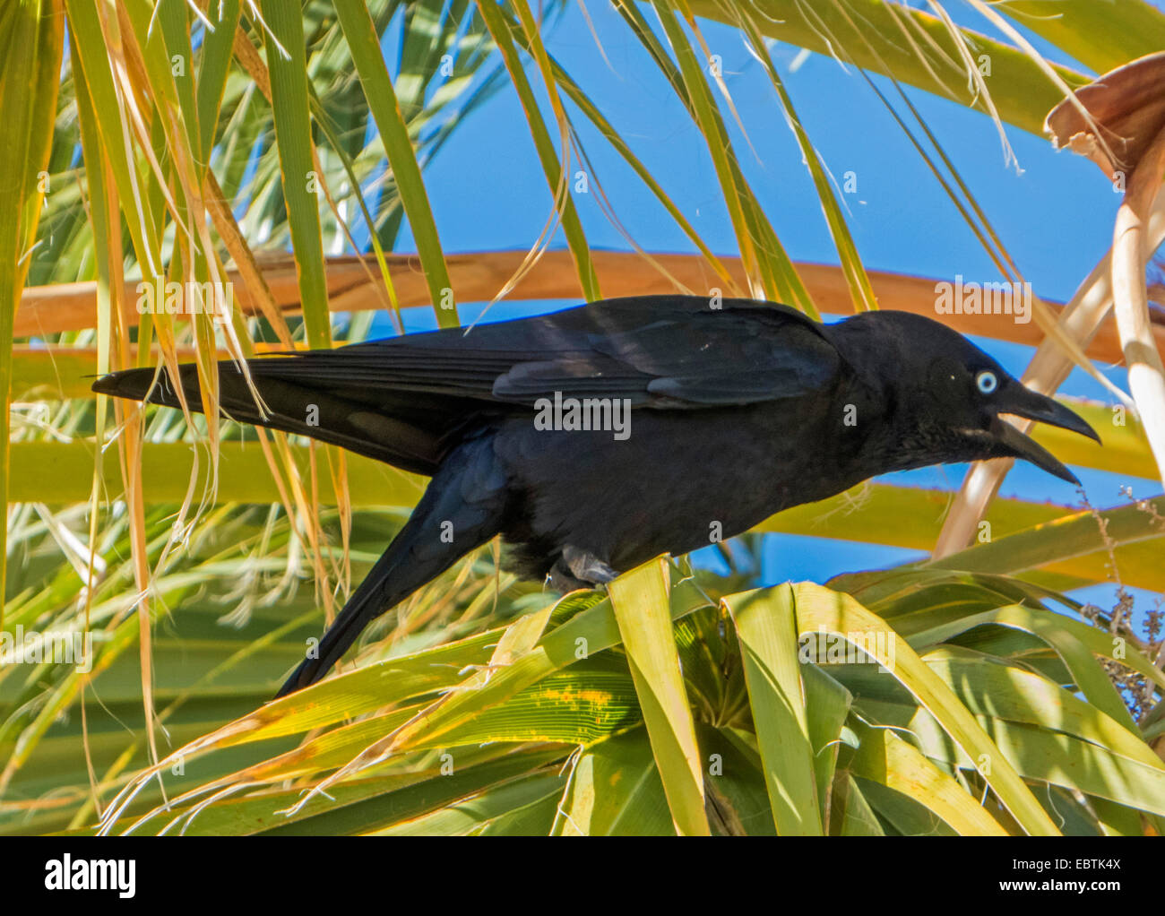 Australian crows High Resolution Stock Photography and Images - Alamy