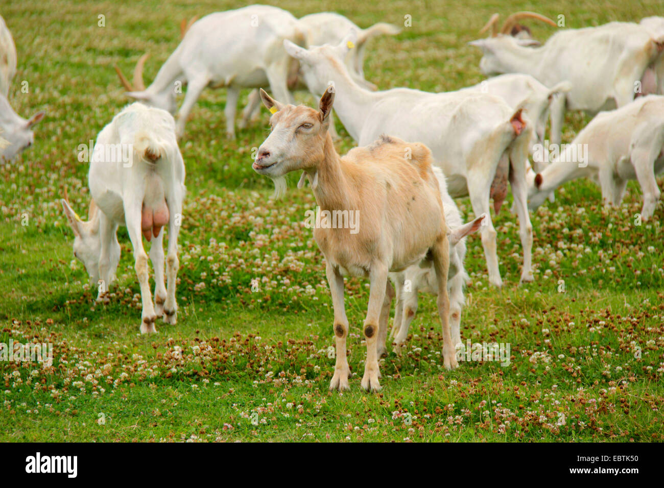 domestic goat, Weisse Deutsche Edelziege, White German Goat (Capra ...