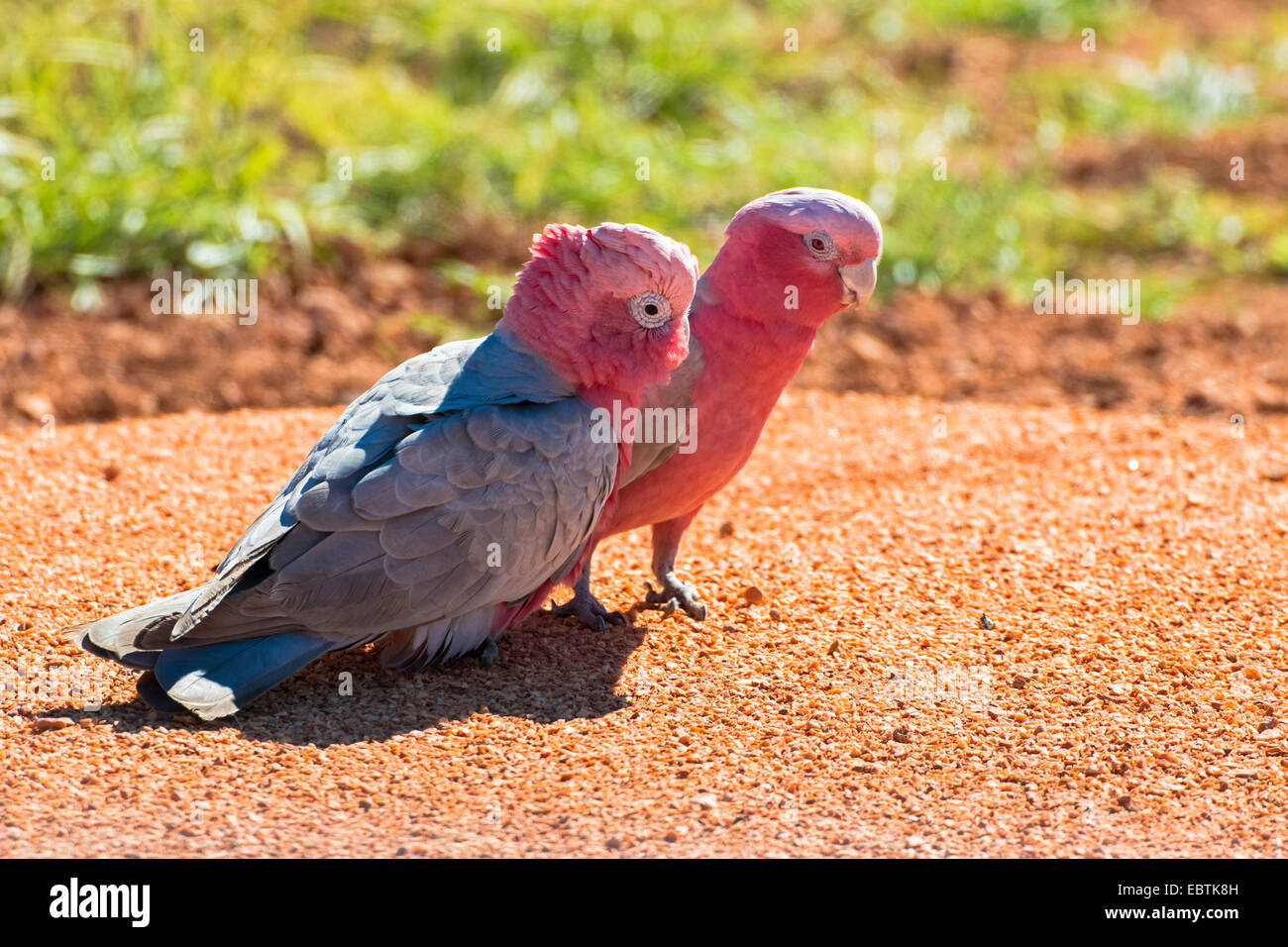 Galah pair hi-res stock photography and images - Alamy