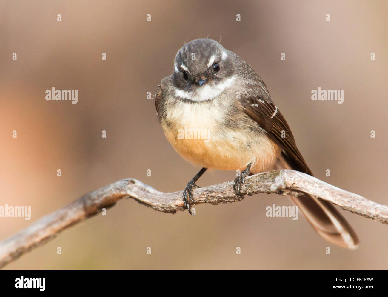 Australian fantail hi-res stock photography and images - Alamy