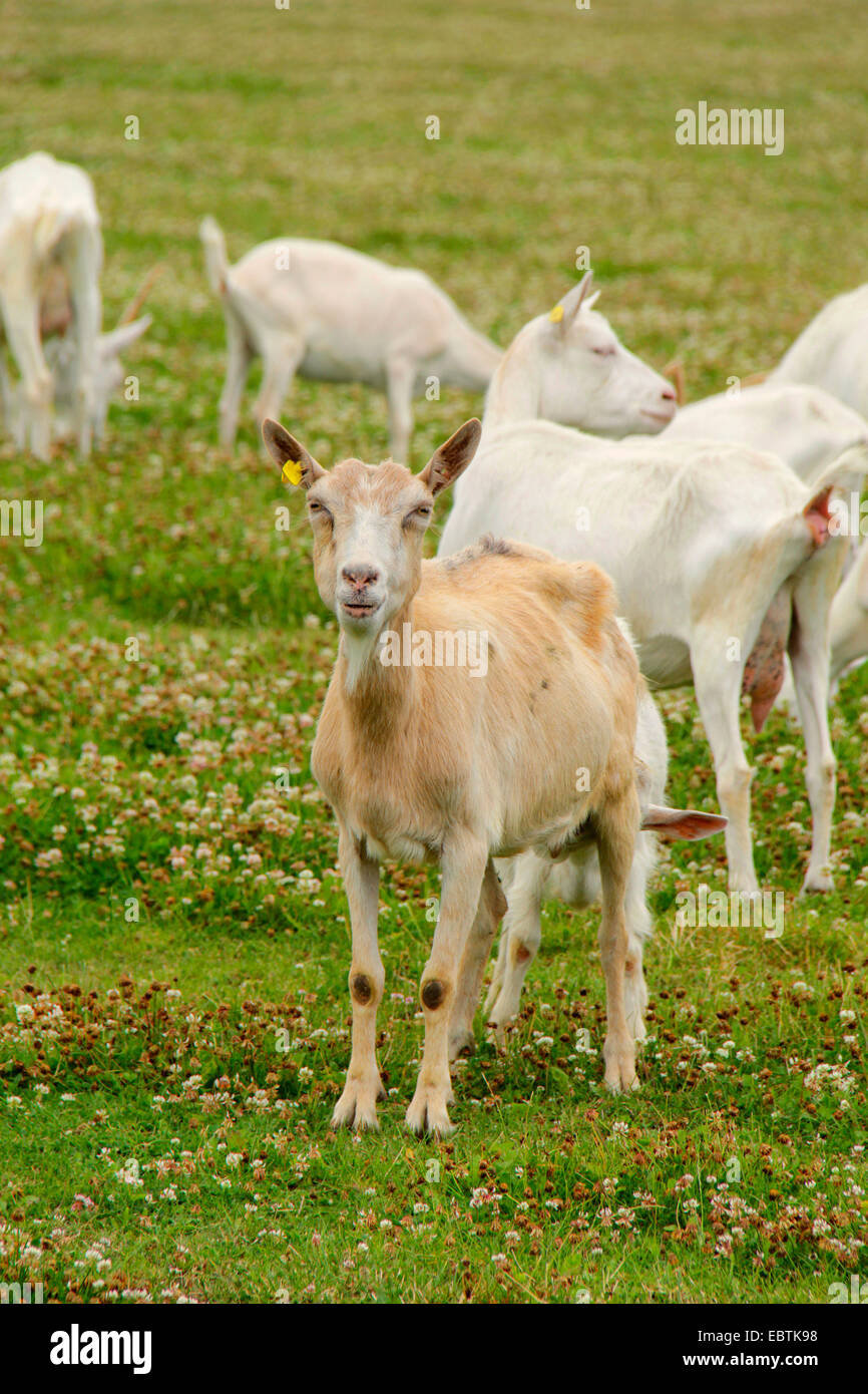 domestic goat, Weisse Deutsche Edelziege, White German Goat (Capra ...