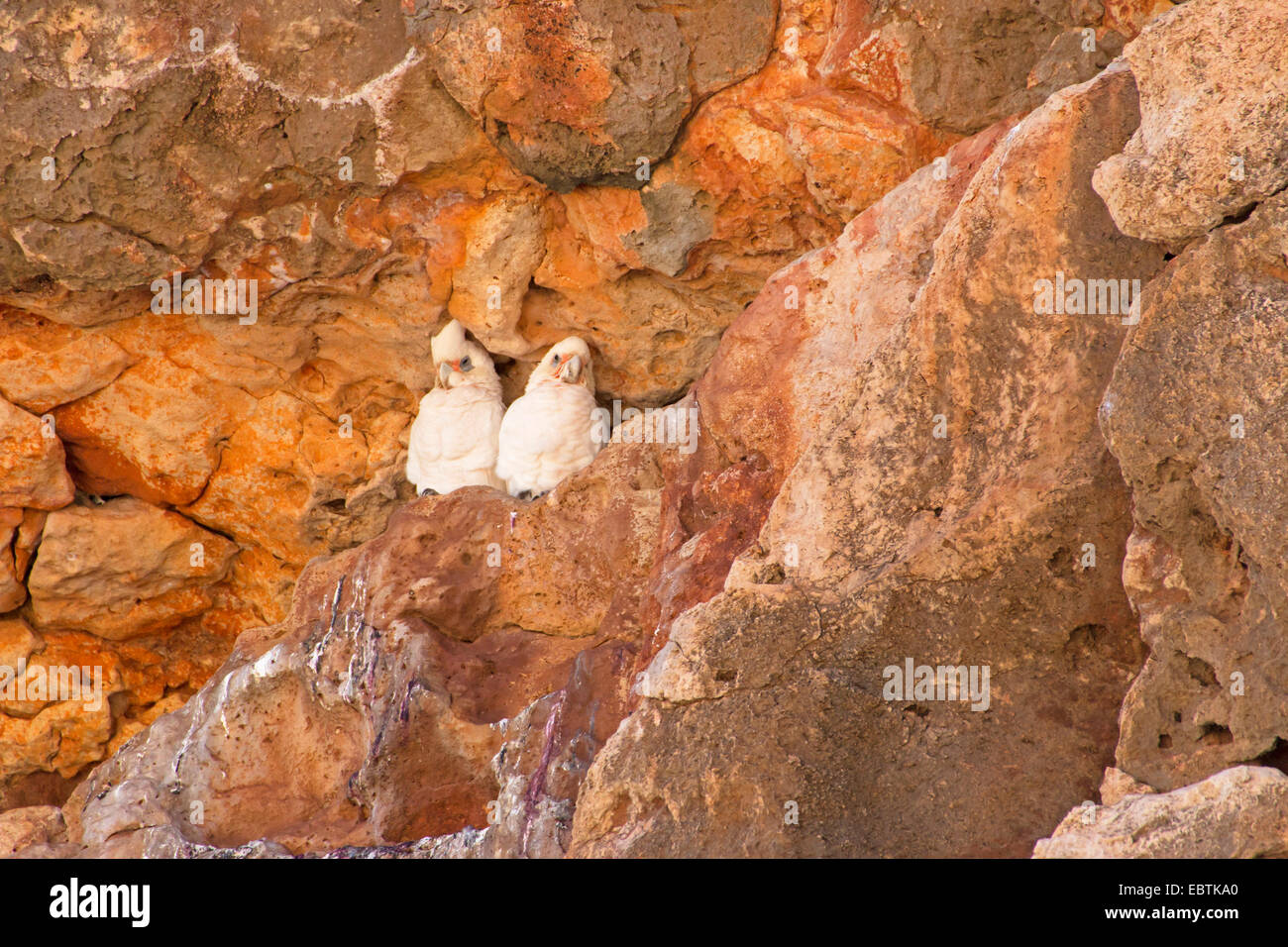 little corella (Cacatua sanguinea), pair in the nest, Australia ...
