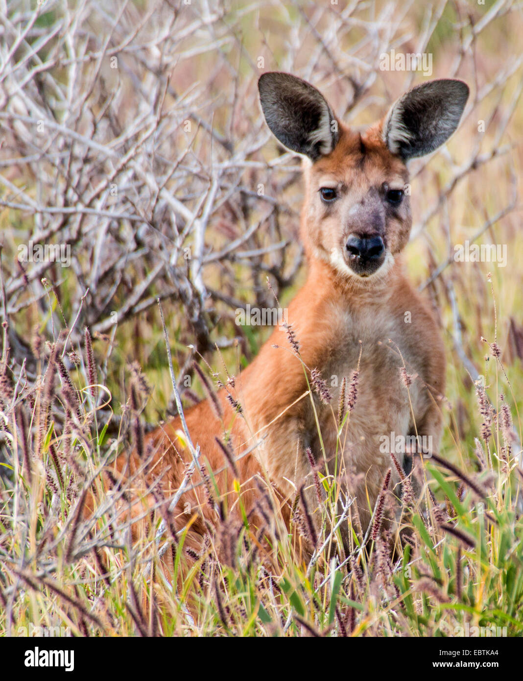 red kangaroo, plains Kangaroo, blue flier (Macropus rufus, Megaleia ...