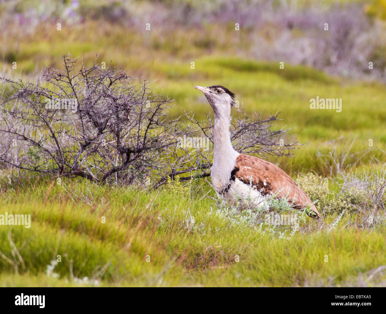 Australian Bustard (Ardeotis australis), standing on grass, Australia ...
