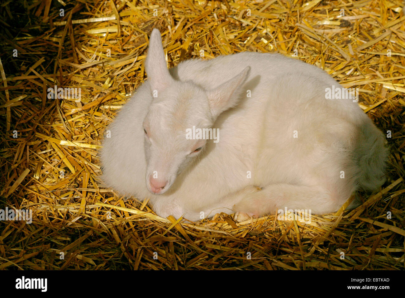 domestic goat (Capra hircus, Capra aegagrus f. hircus), lying in straw ...
