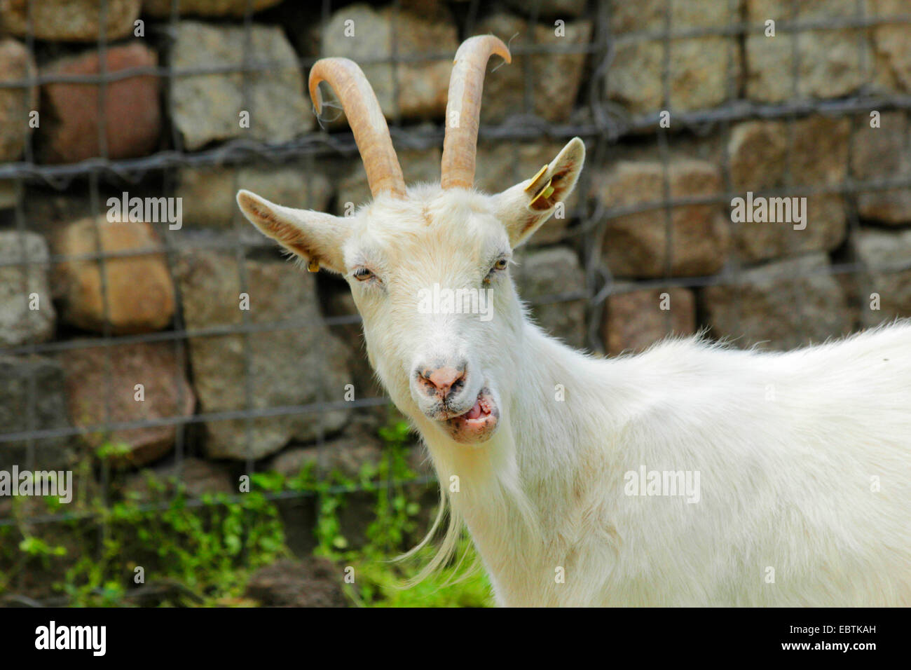Jaemtland goat (Capra hircus, Capra aegagrus f. hircus), he-goat ...