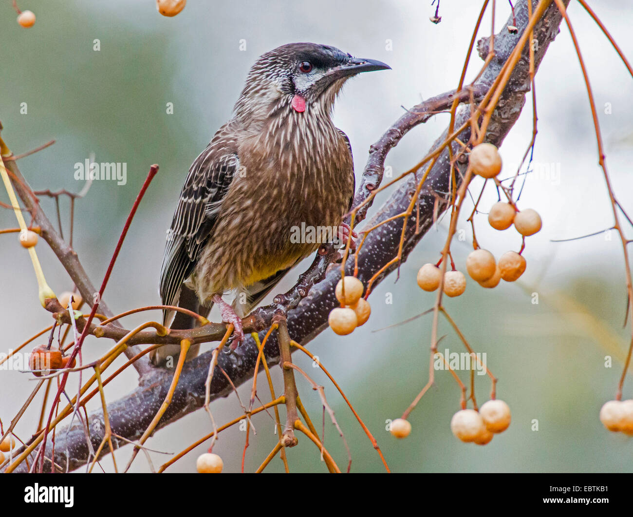 Wattle Trees Stock Photos & Wattle Trees Stock Images - Alamy