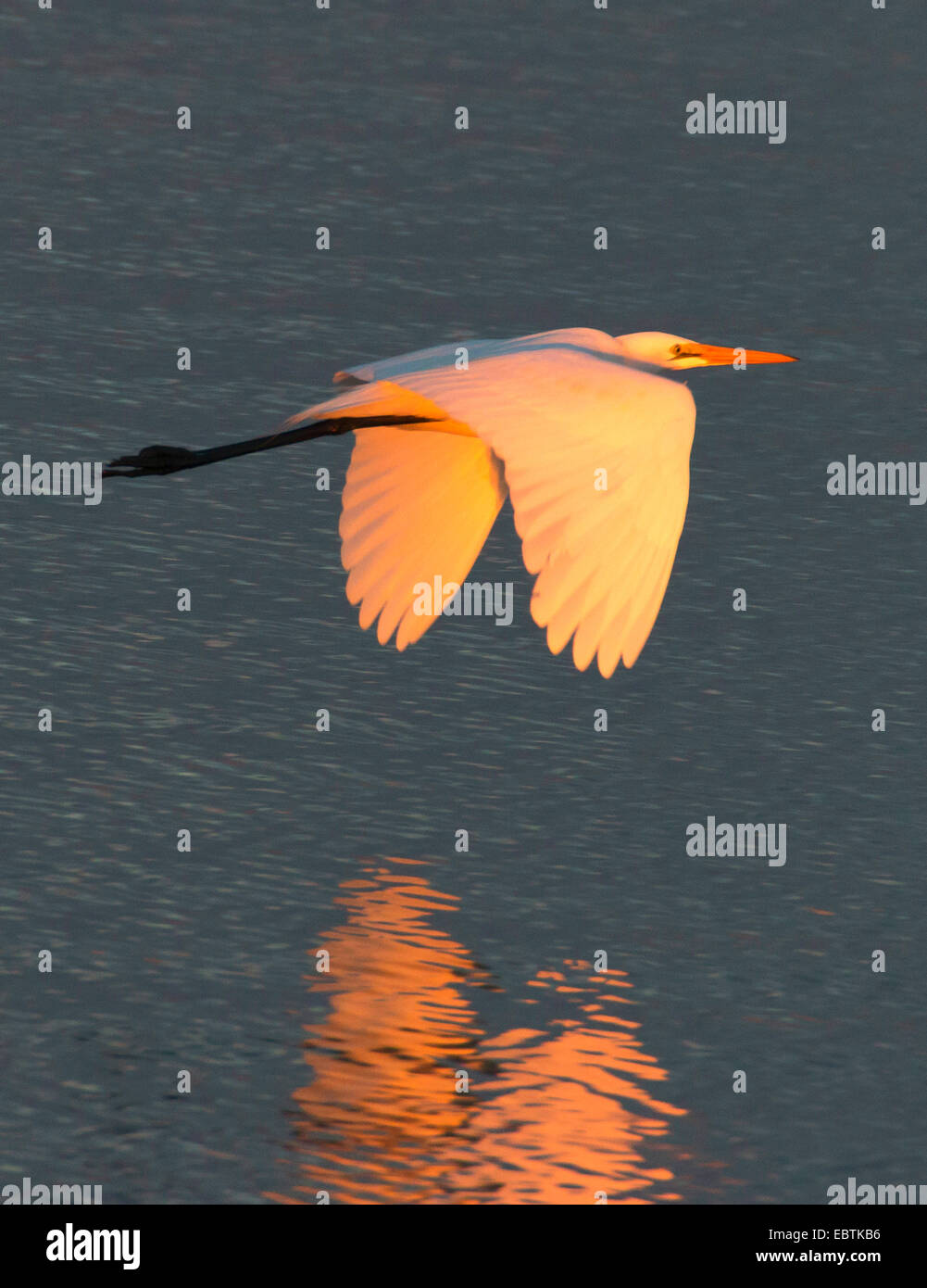 Australian egrets hi-res stock photography and images - Alamy