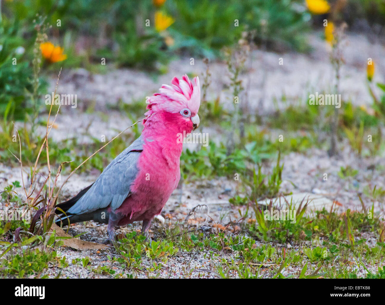 galah (Eolophus roseicapillus, Cacatua roseicapillus), on the ground ...