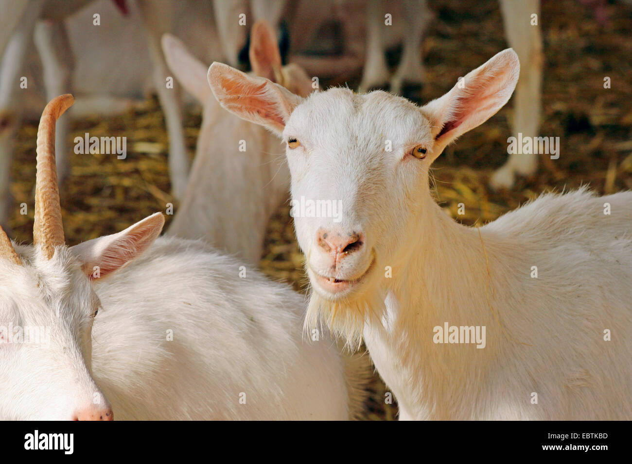domestic goat (Capra hircus, Capra aegagrus f. hircus), goats in cattle ...