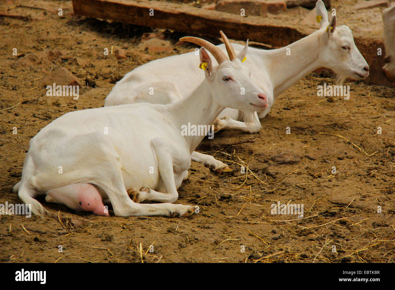 Weisse goat hi-res stock photography and images - Alamy